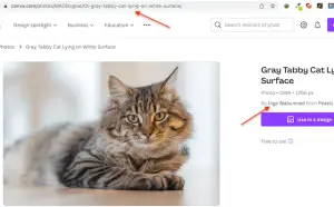 Do You Need to Reference Canva Images? (EXPLAINED FOR BEGINNERS ...
